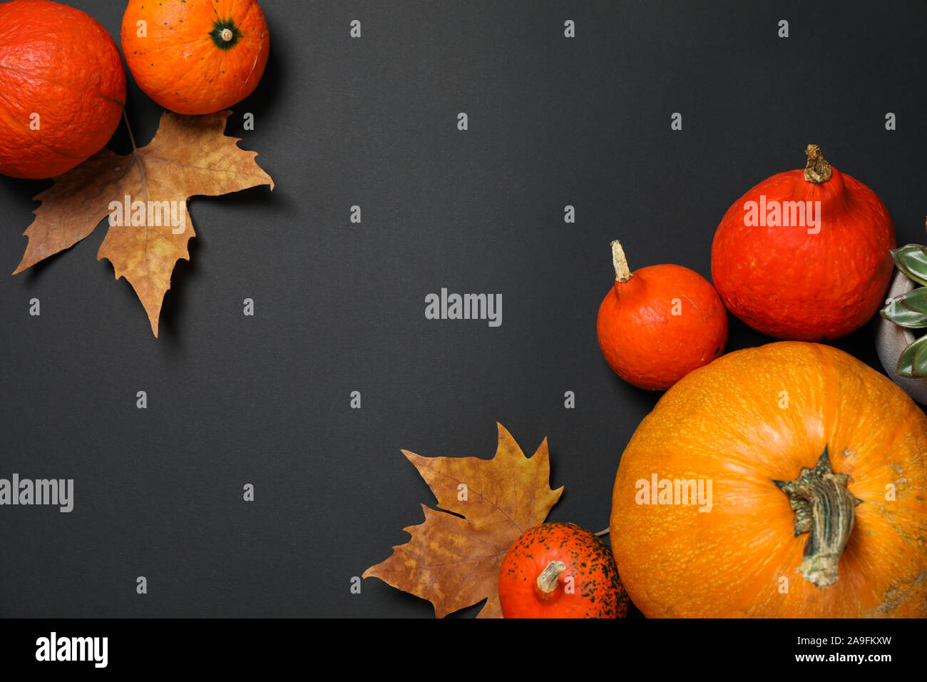 Composition with pumpkins and leaves on black background, copy space ...