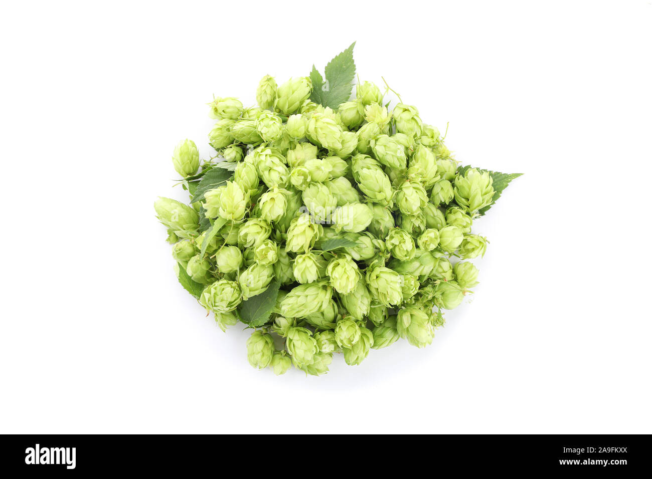 Heap of green hop isolated on white background Stock Photo - Alamy