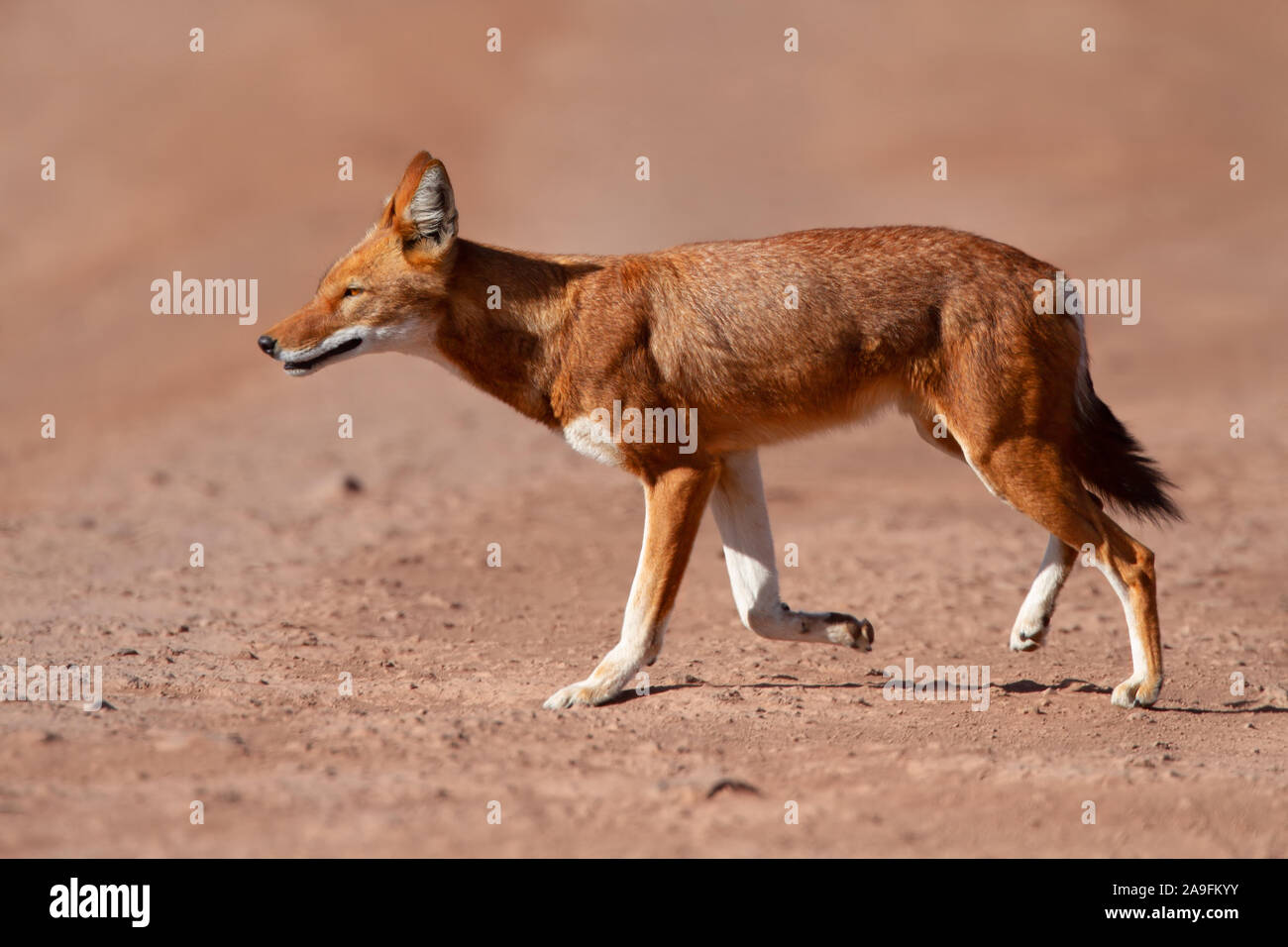 Simien fox hi-res stock photography and images - Alamy