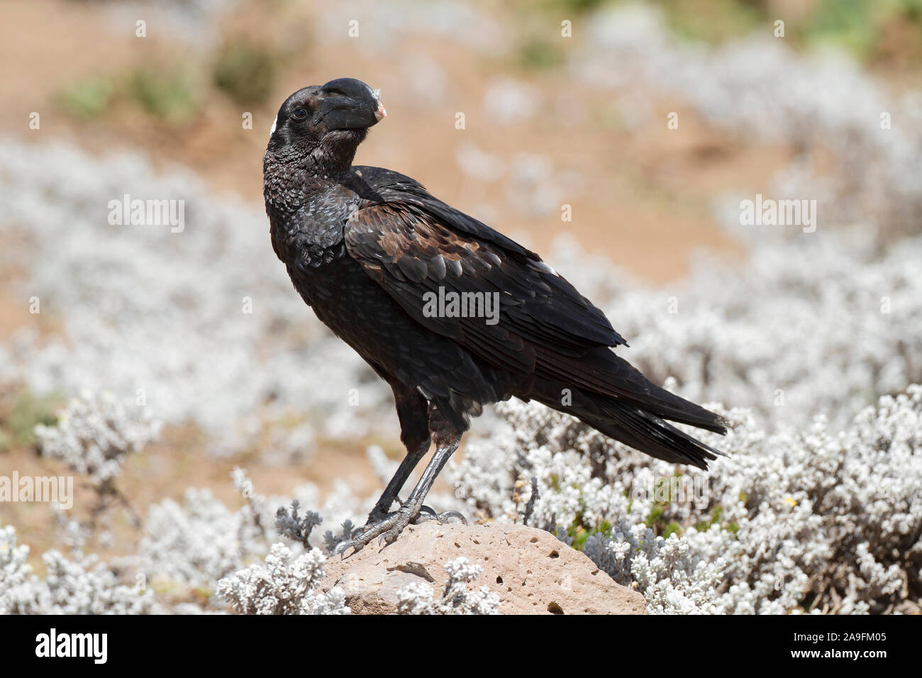 Endemic raven hi-res stock photography and images - Alamy