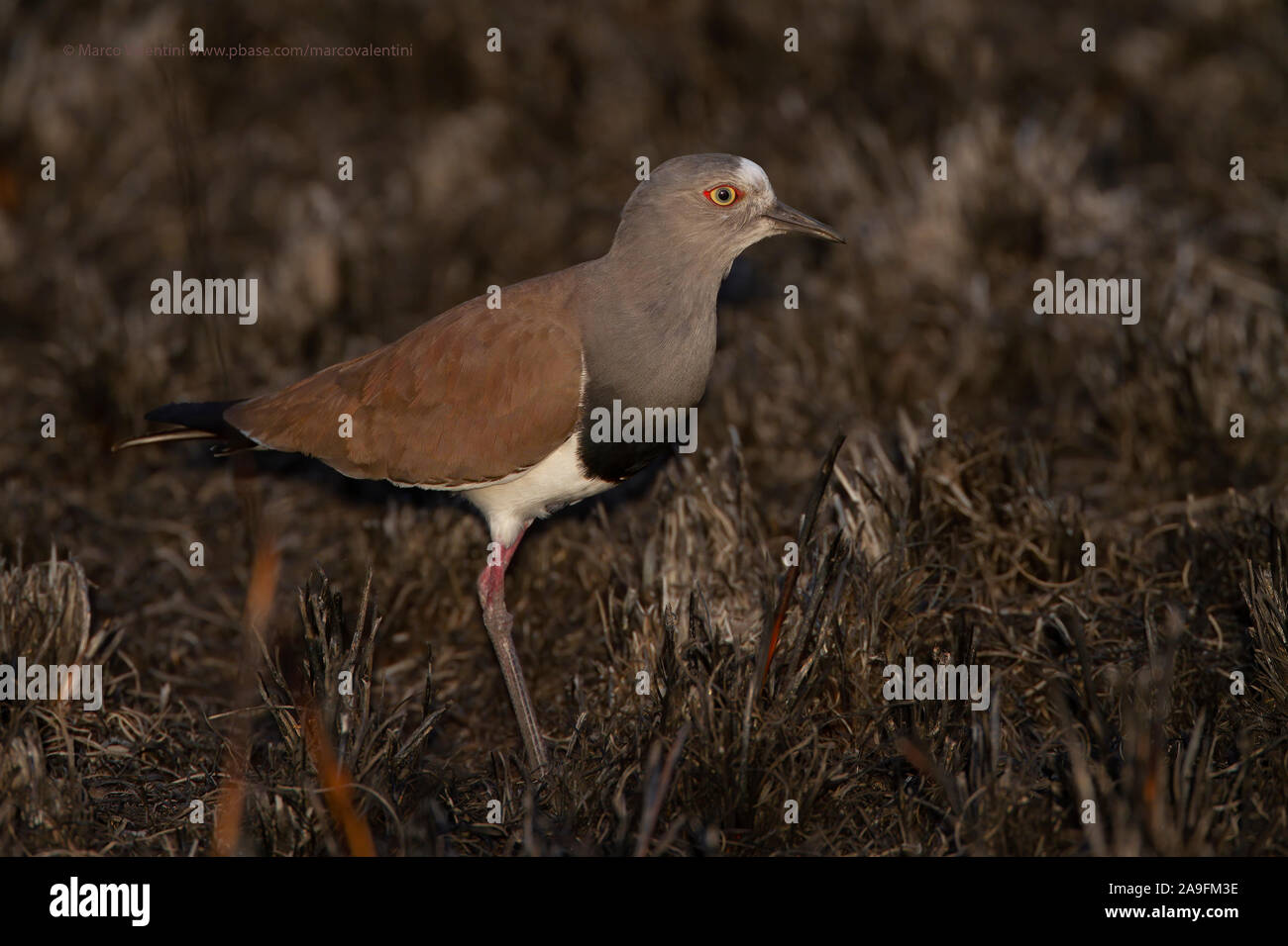 Black winged lapwing hi-res stock photography and images - Alamy