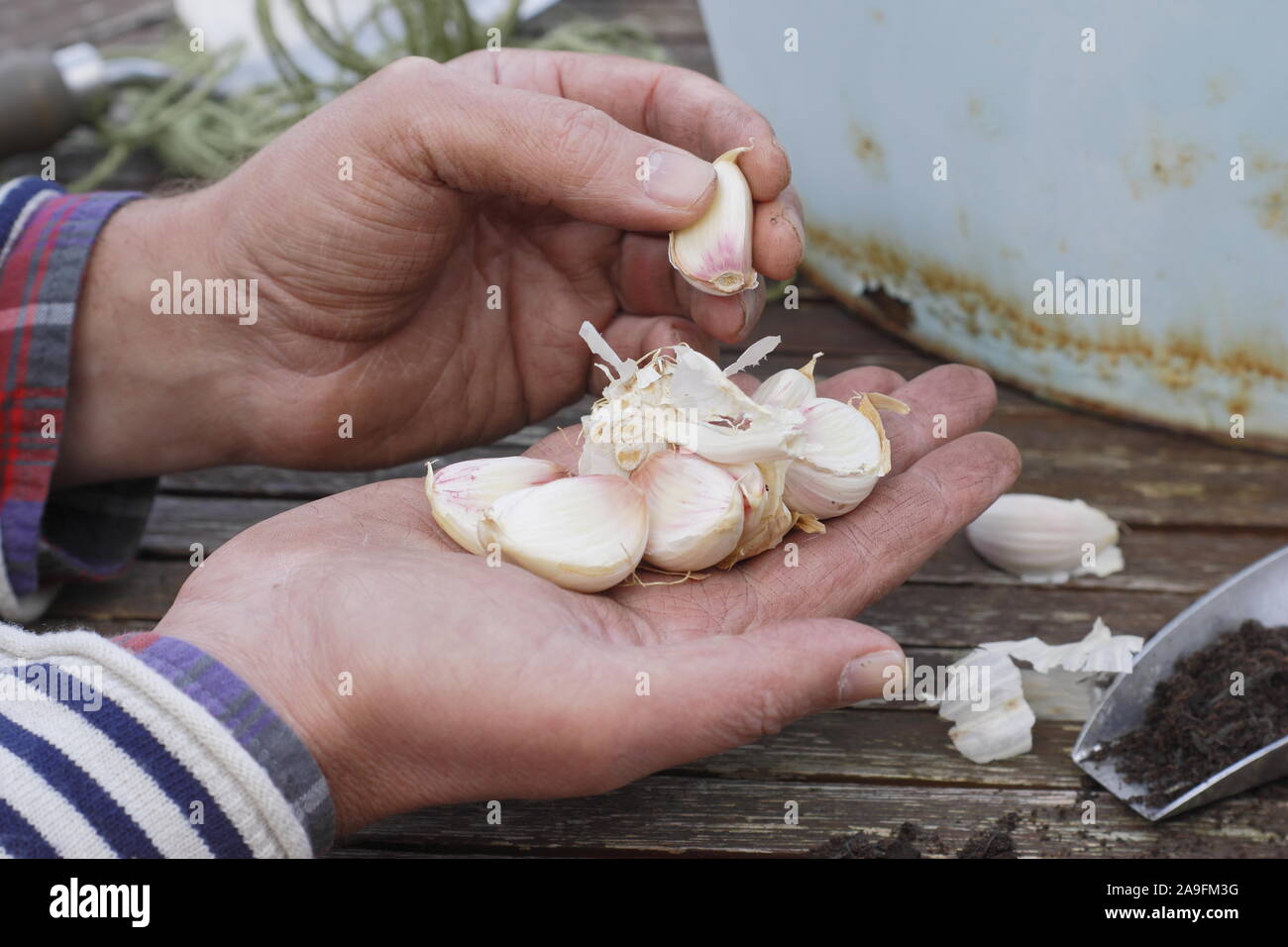 Allium sativum var. ophioscorodon 'Lautrec Wight'. Splitting open a ...