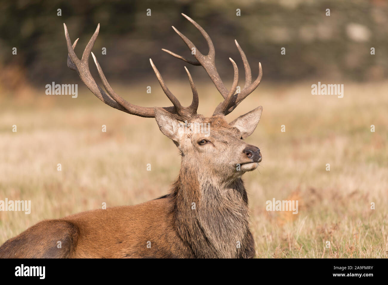 Red Deer at Bradgate Park Stock Photo - Alamy