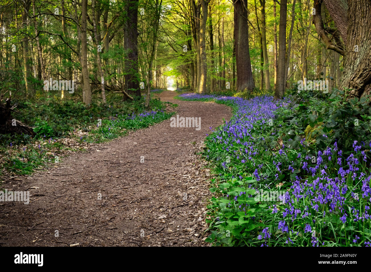 Forest path with bluebells, spring walk through woodland Stock Photo ...