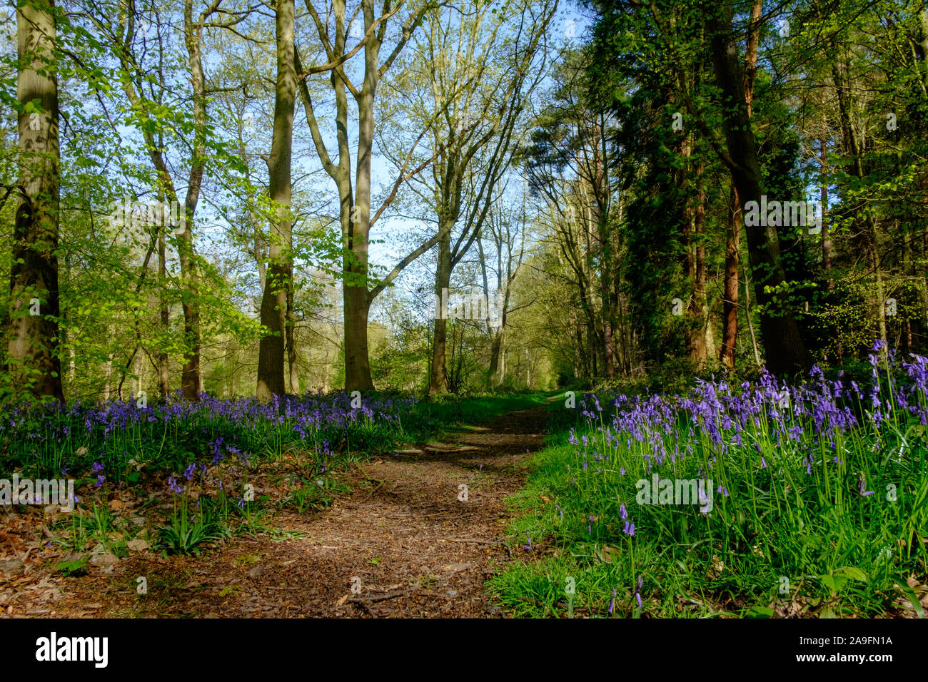 Pathway through bluebells hi-res stock photography and images - Alamy