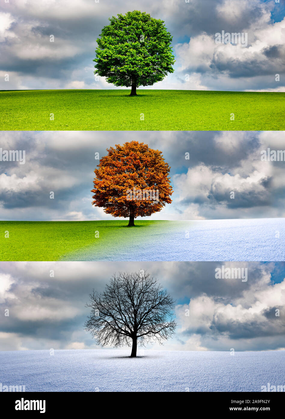 Trees Changing Seasons