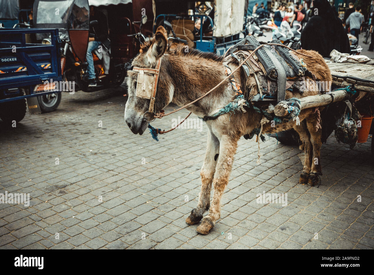 Donkey Tied High Resolution Stock Photography and Images - Alamy