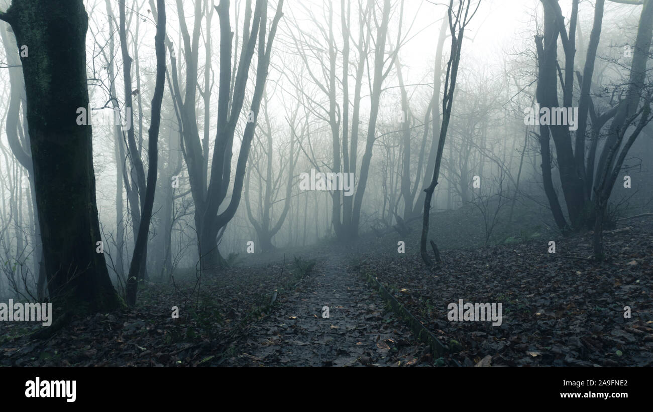 Looking down at a forest path on a moody winters day with the ...
