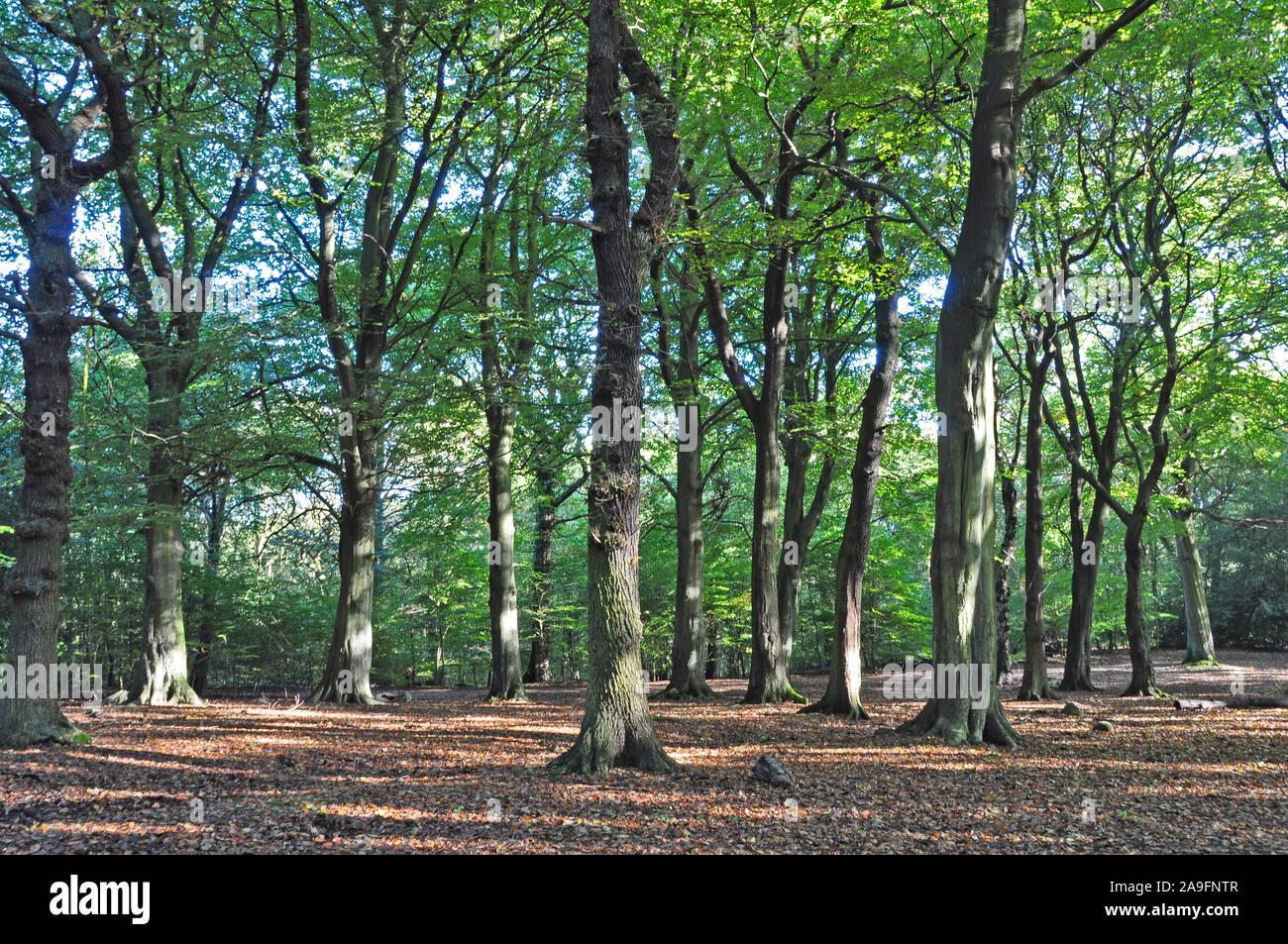 Hirst wood hi-res stock photography and images - Alamy