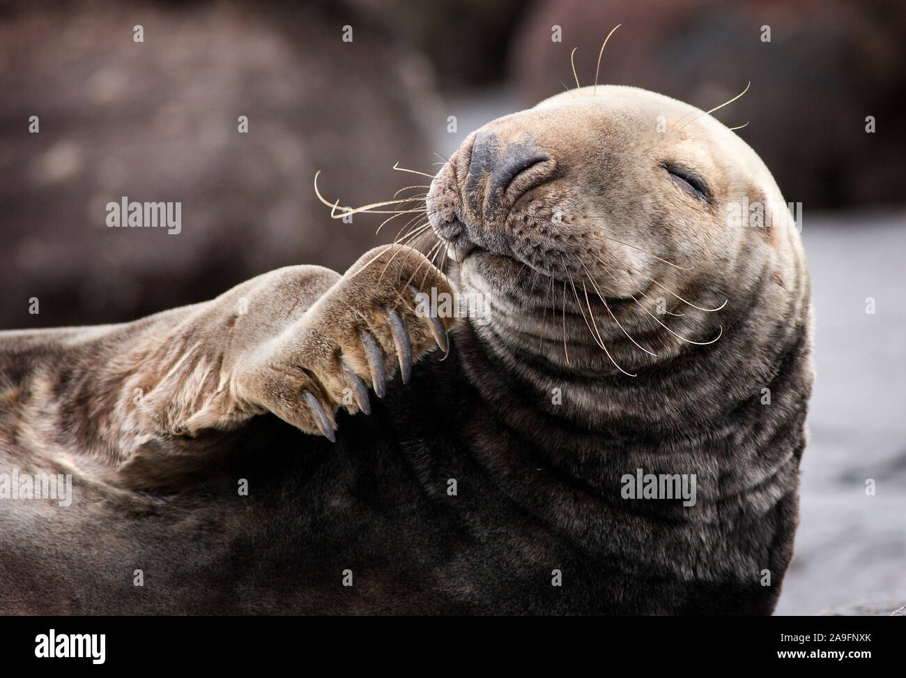 Common Seals at Ravenscar Yorkshire Stock Photo - Alamy