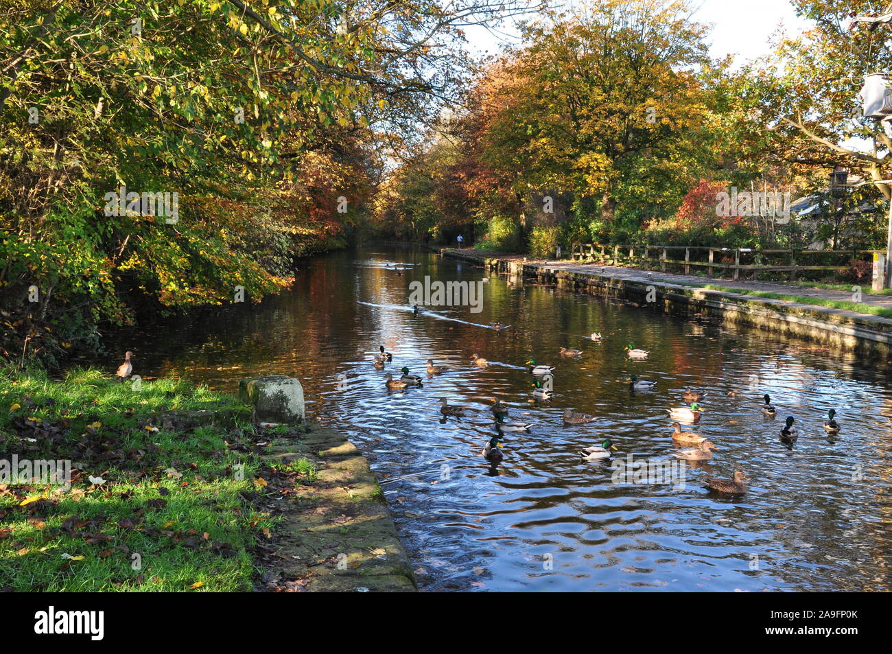 Autumn on the Leeds Liverpool canal at Saltaire, Yorkshire Stock Photo ...