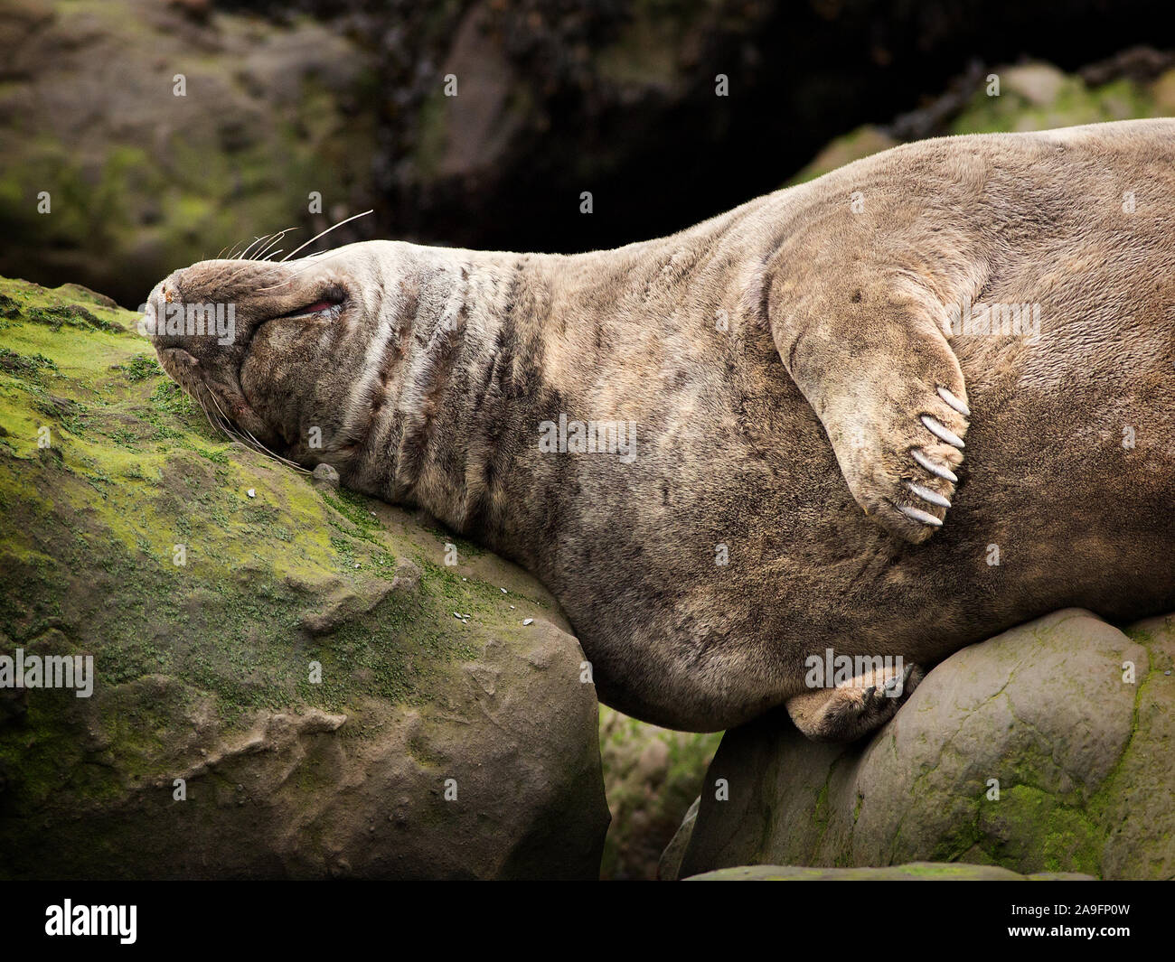 Common Seals at Ravenscar Yorkshire Stock Photo - Alamy