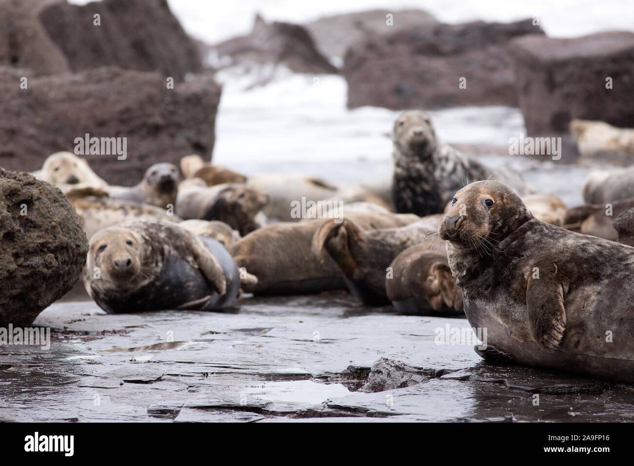 Common Seals at Ravenscar Yorkshire Stock Photo - Alamy