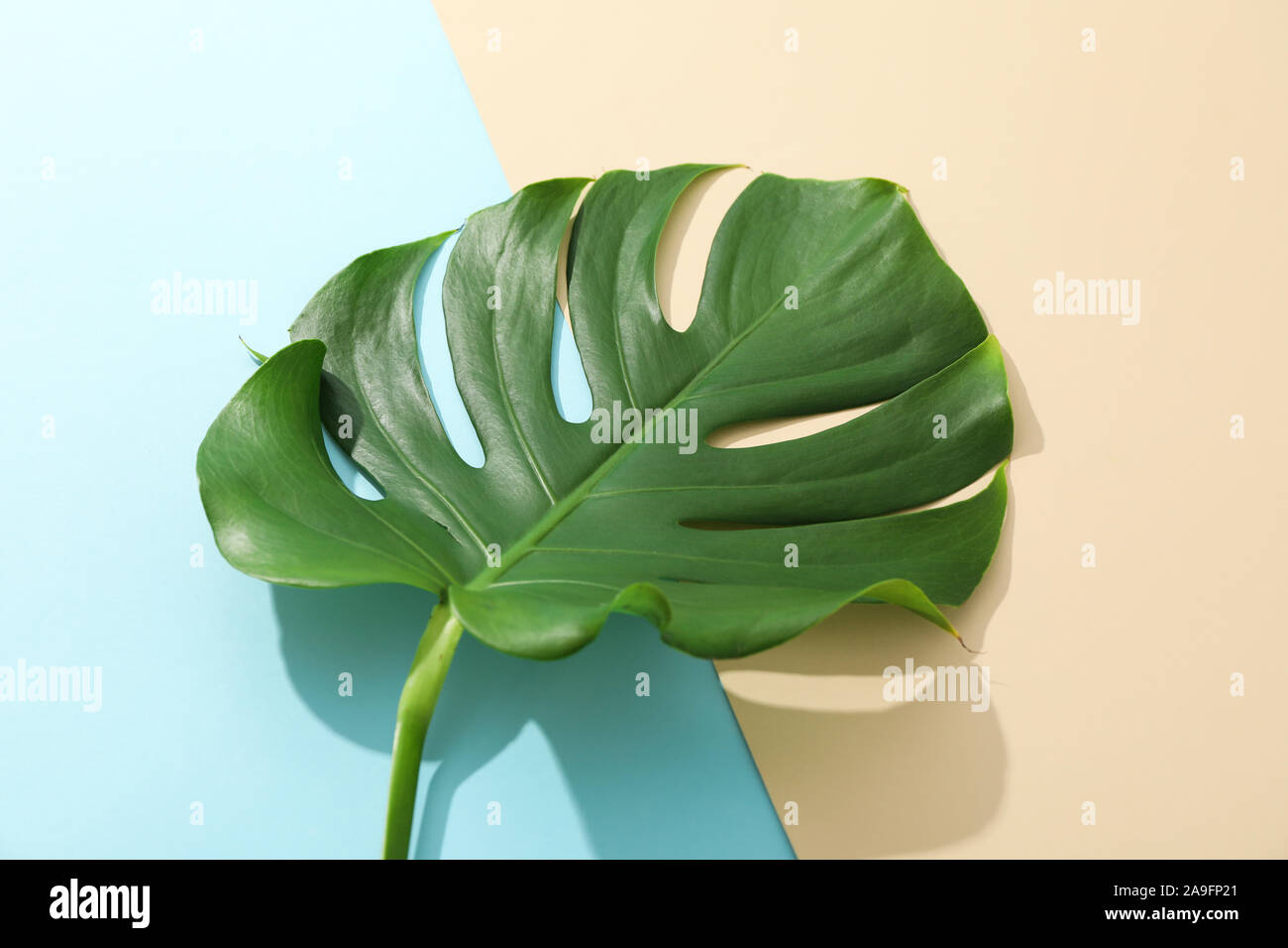 Green monstera on two tone background, space for text Stock Photo - Alamy