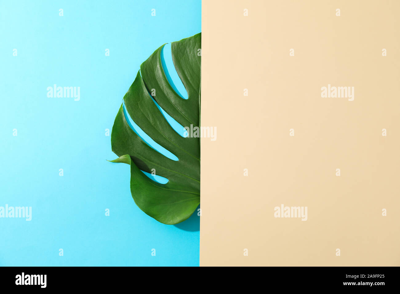 Green monstera on two tone background, space for text Stock Photo - Alamy