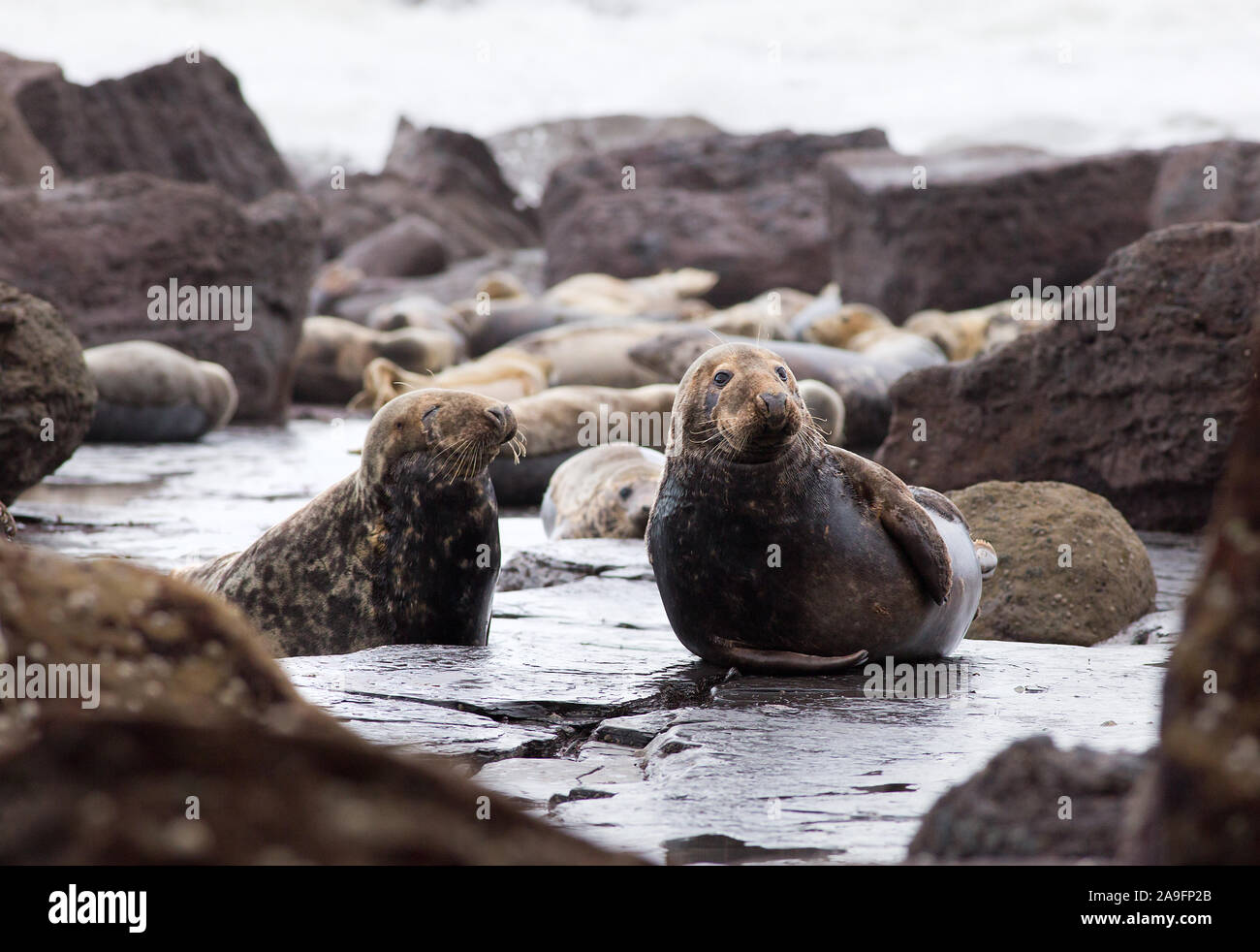 Common Seals at Ravenscar Yorkshire Stock Photo - Alamy
