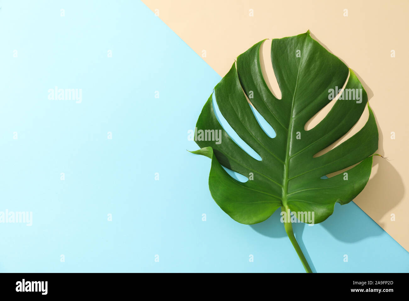 Green monstera on two tone background, space for text Stock Photo - Alamy