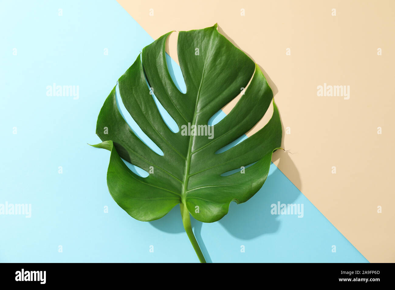 Green monstera on two tone background, space for text Stock Photo - Alamy