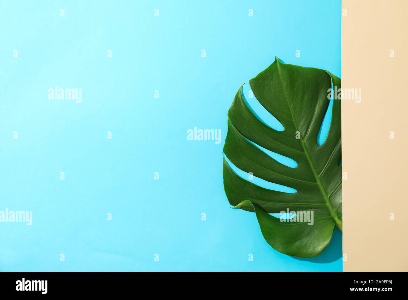 Green monstera on two tone background, space for text Stock Photo - Alamy