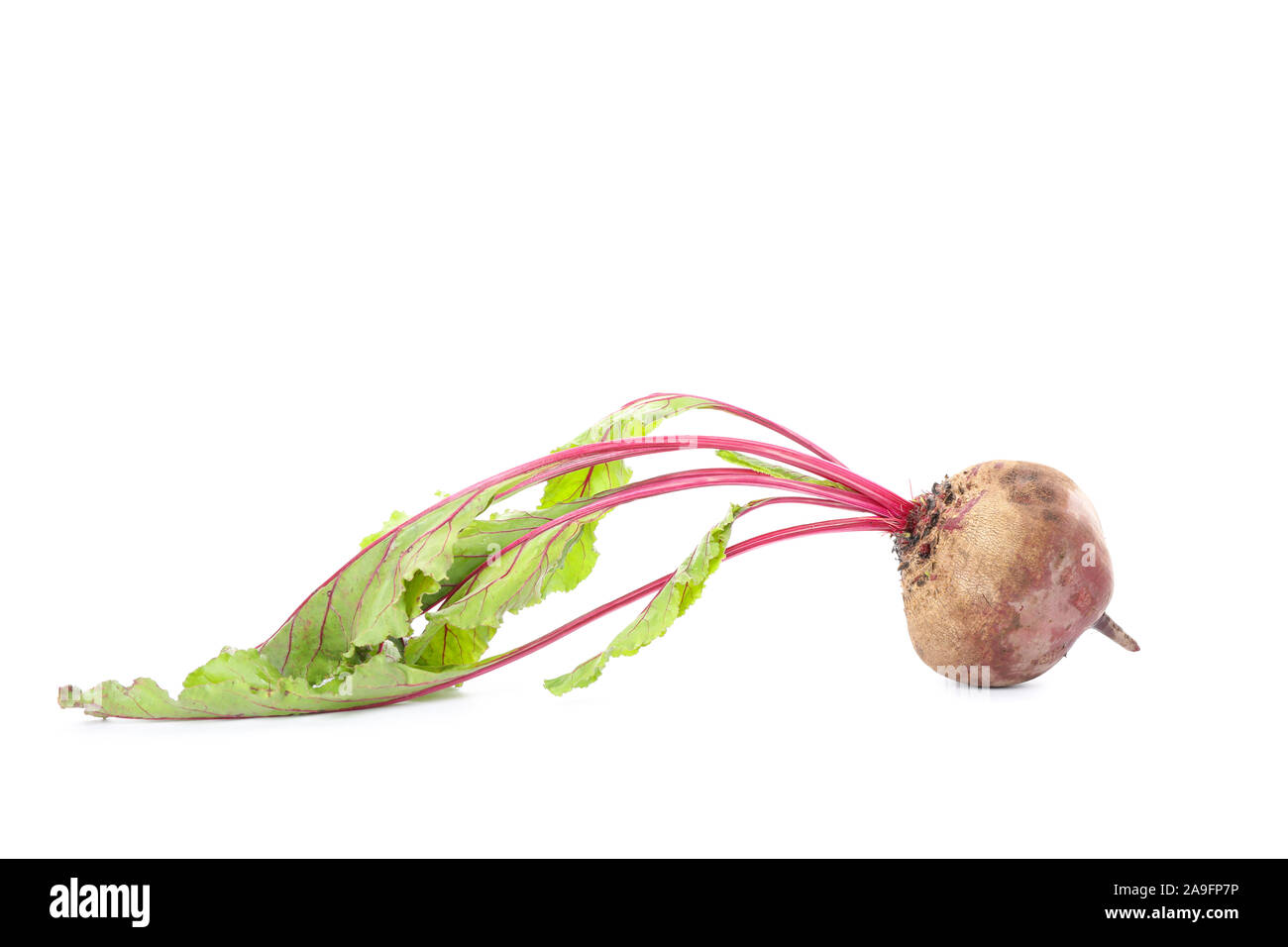 Root of organic beet isolated on white background Stock Photo - Alamy