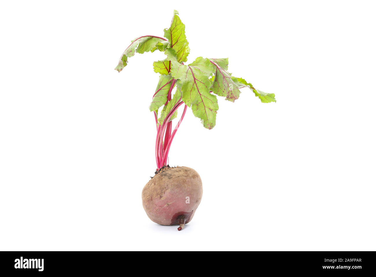 Root of organic beet isolated on white background Stock Photo - Alamy