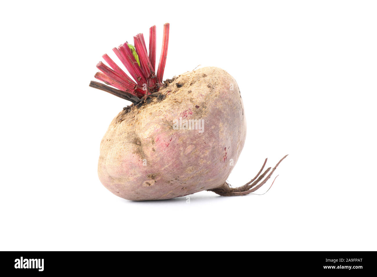 Root of organic beet isolated on white background Stock Photo - Alamy