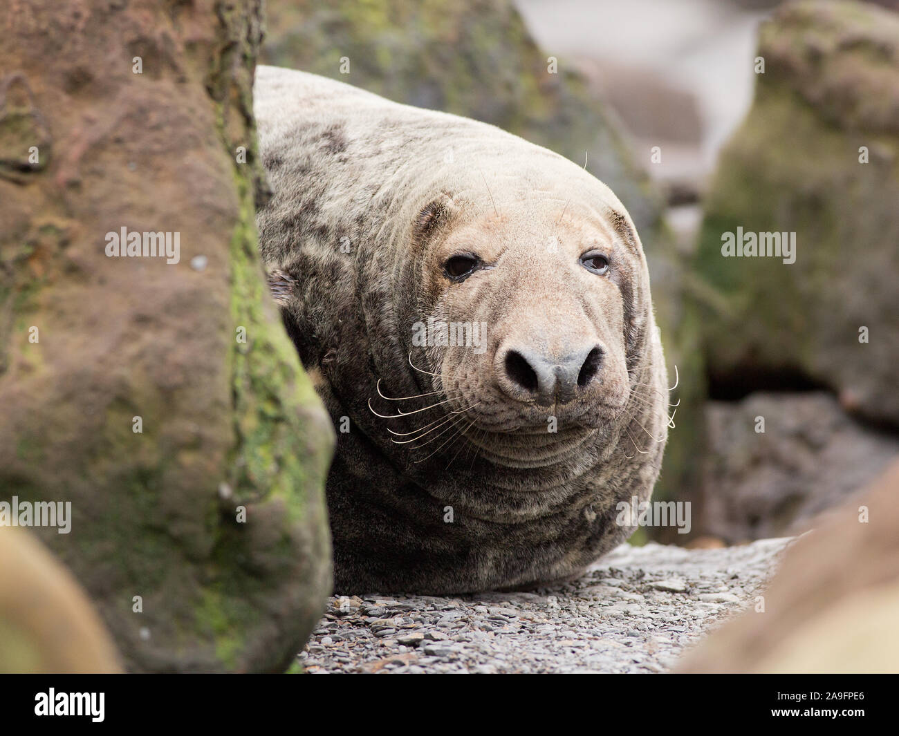 Common Seals at Ravenscar Yorkshire Stock Photo - Alamy