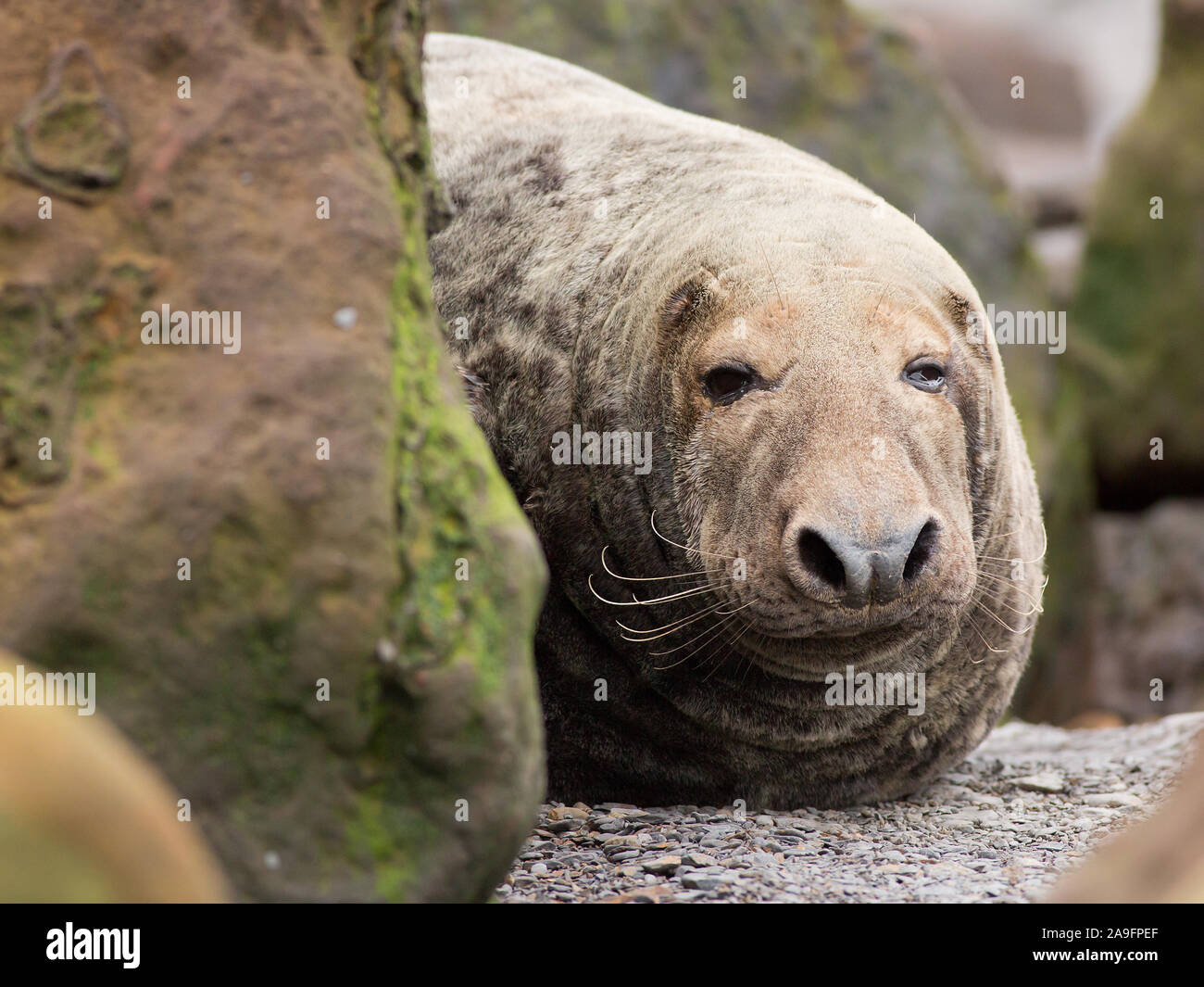 Common Seals at Ravenscar Yorkshire Stock Photo - Alamy