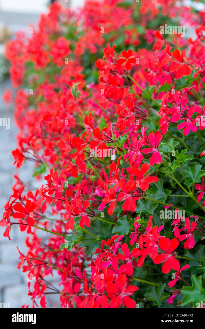 Red geranium flowers, ornamental garden geranium plant in blossom close ...