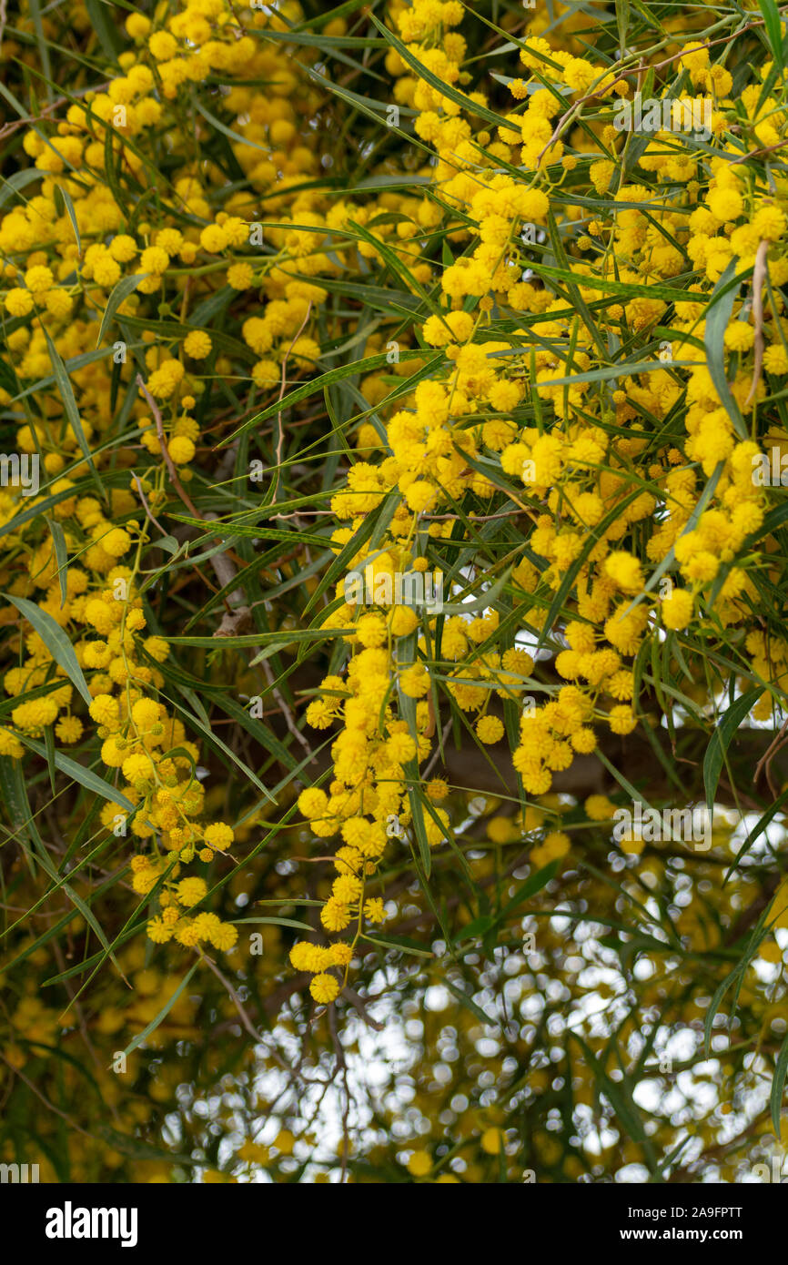 Spring blossom of yellow Acacia dealbata or mimosa tree in Greece close ...