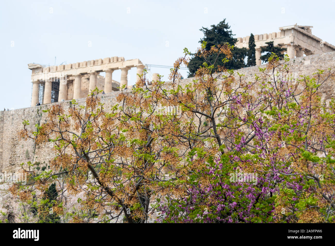 Parthenon temple spring trees hi-res stock photography and images - Alamy