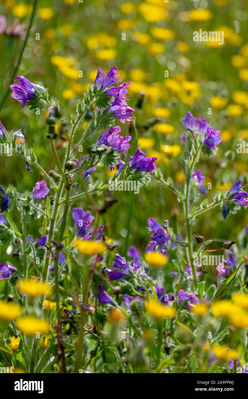 Spring colorful floral background, meadow with blossoming wild flowers ...