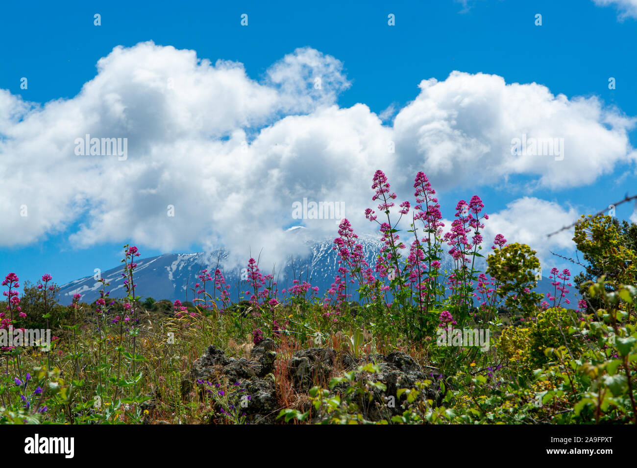 Flora of active stratovolcano Mount Etna on east coast of island Sicily ...