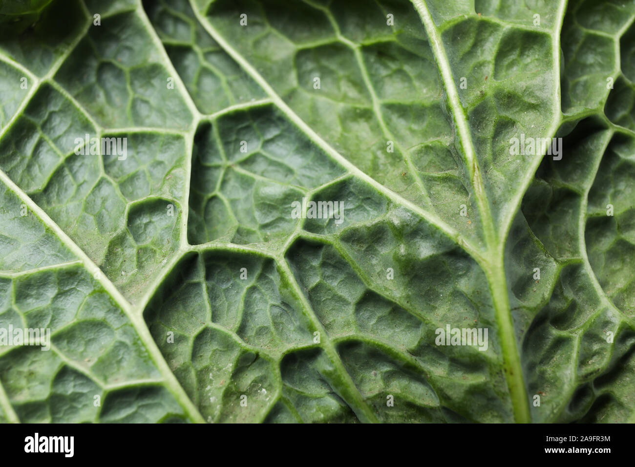 Cabbage texture on whole background, close up Stock Photo - Alamy