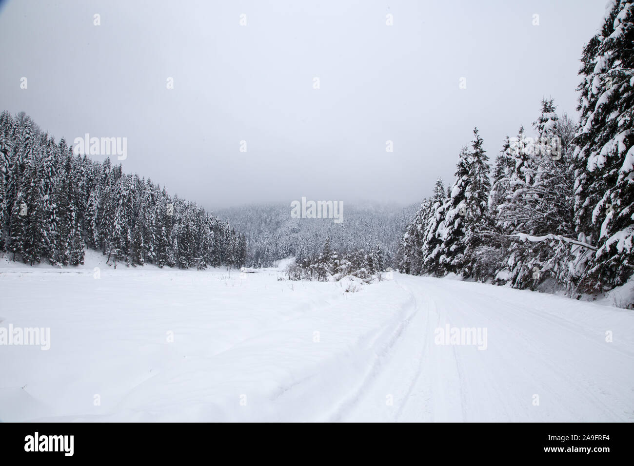 Christmas background with snowy fir trees. Beautiful winter mountain ...
