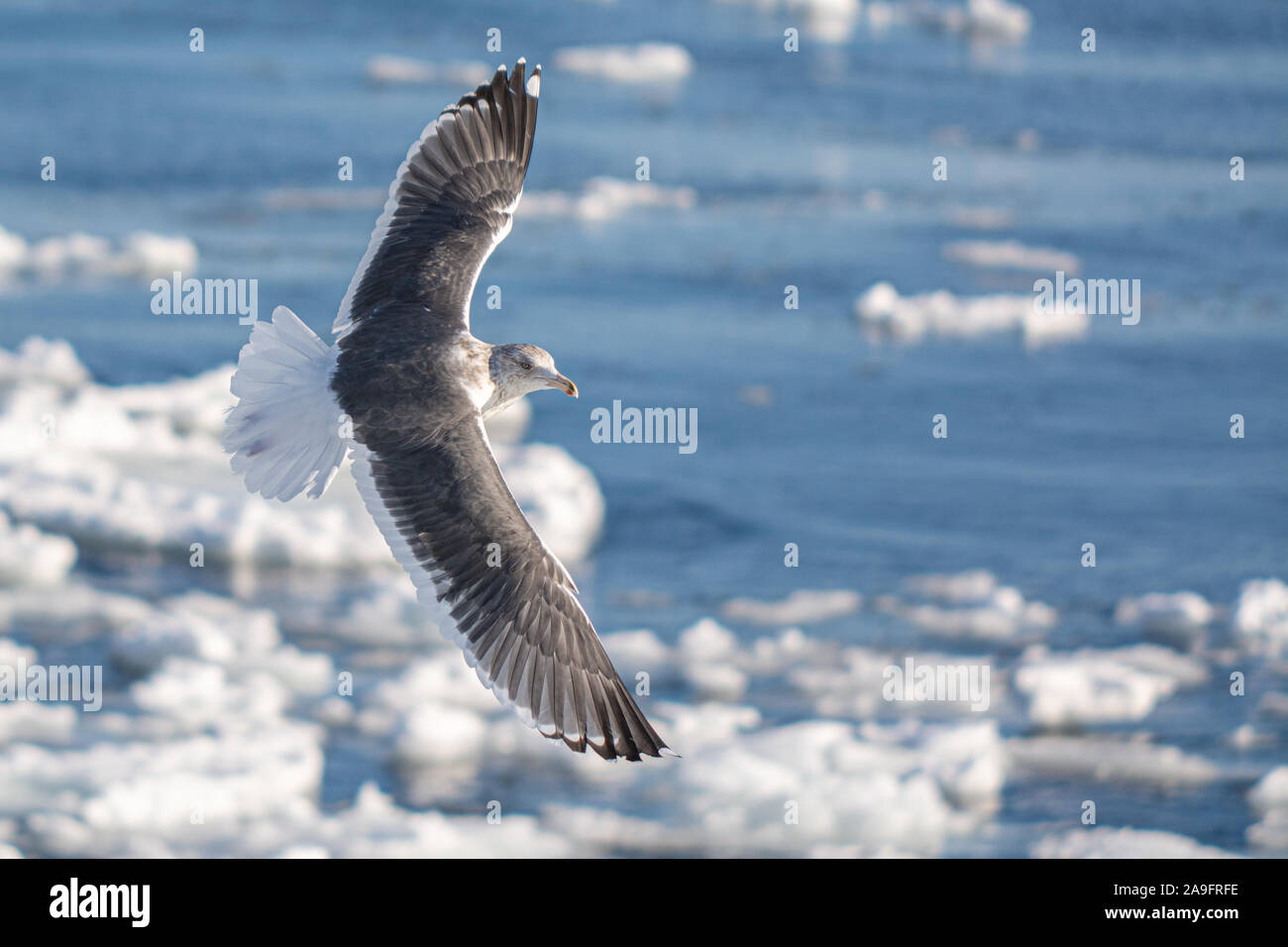 Focused seagull hi-res stock photography and images - Alamy