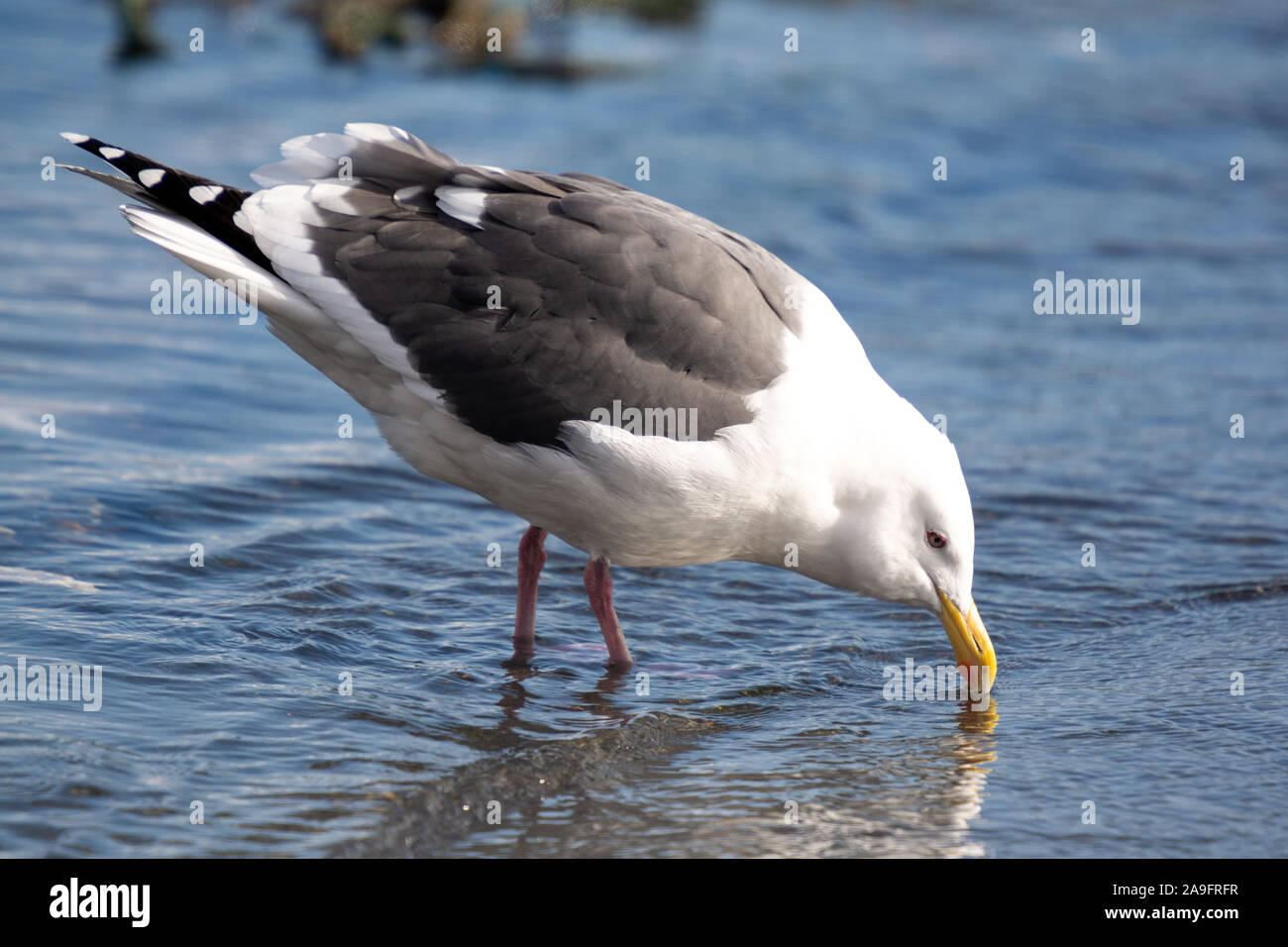 Seagull in Rausu Hokkaido Japan Stock Photo - Alamy
