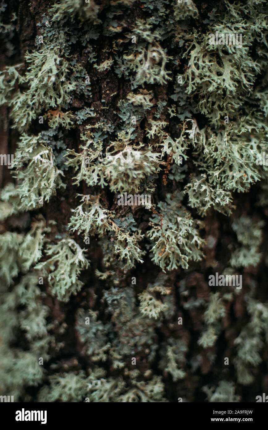 Moss covered tree Stock Photo - Alamy