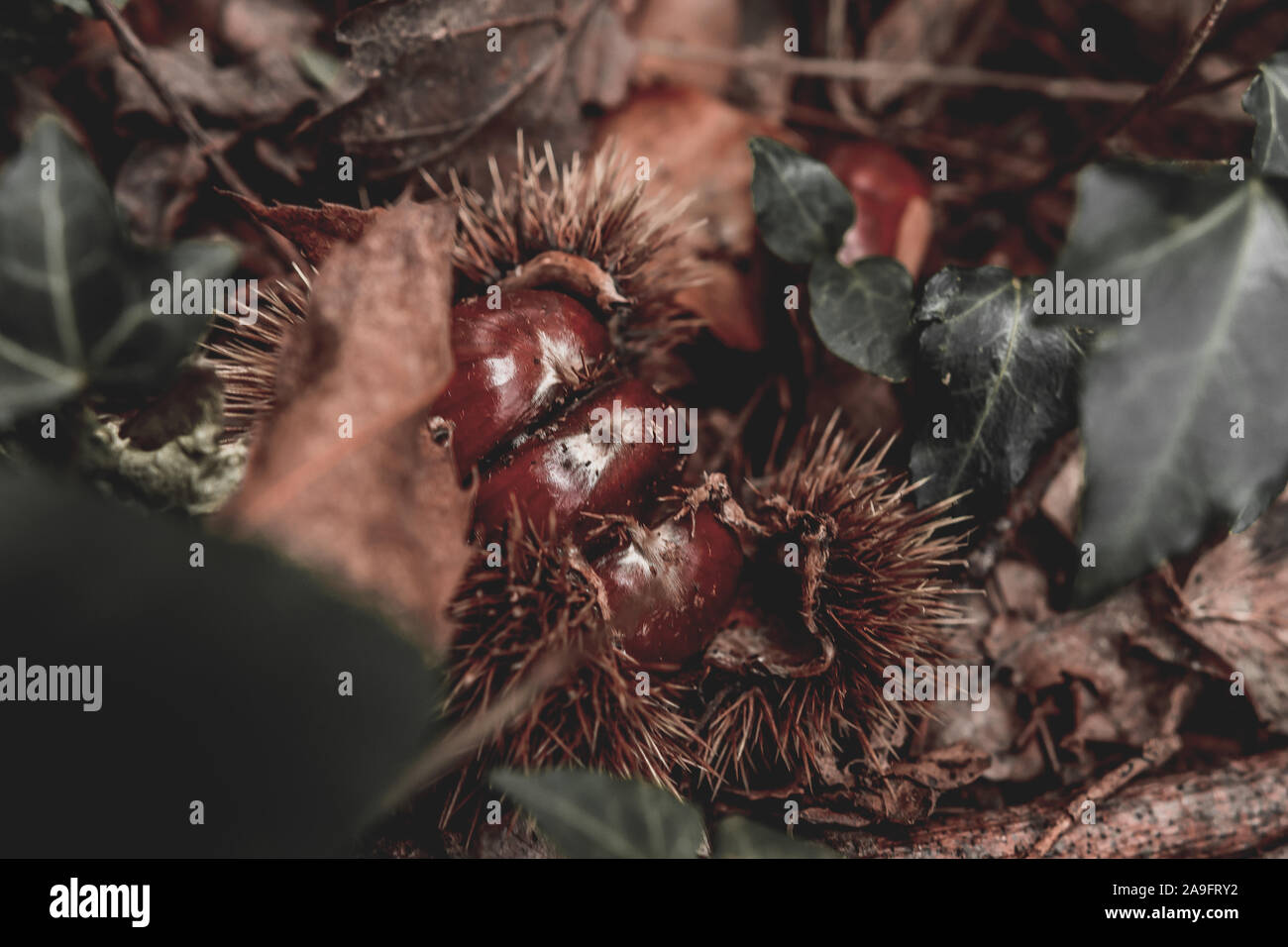 Chestnuts close-up on the ground full of fallen leaves in the fall with ...