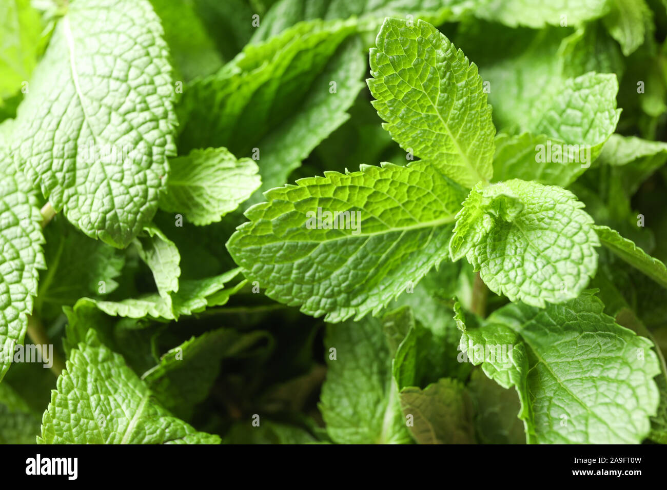 Green mint texture background on whole background, close up Stock Photo ...