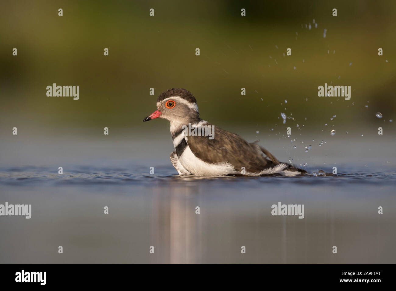 African plover hi-res stock photography and images - Alamy