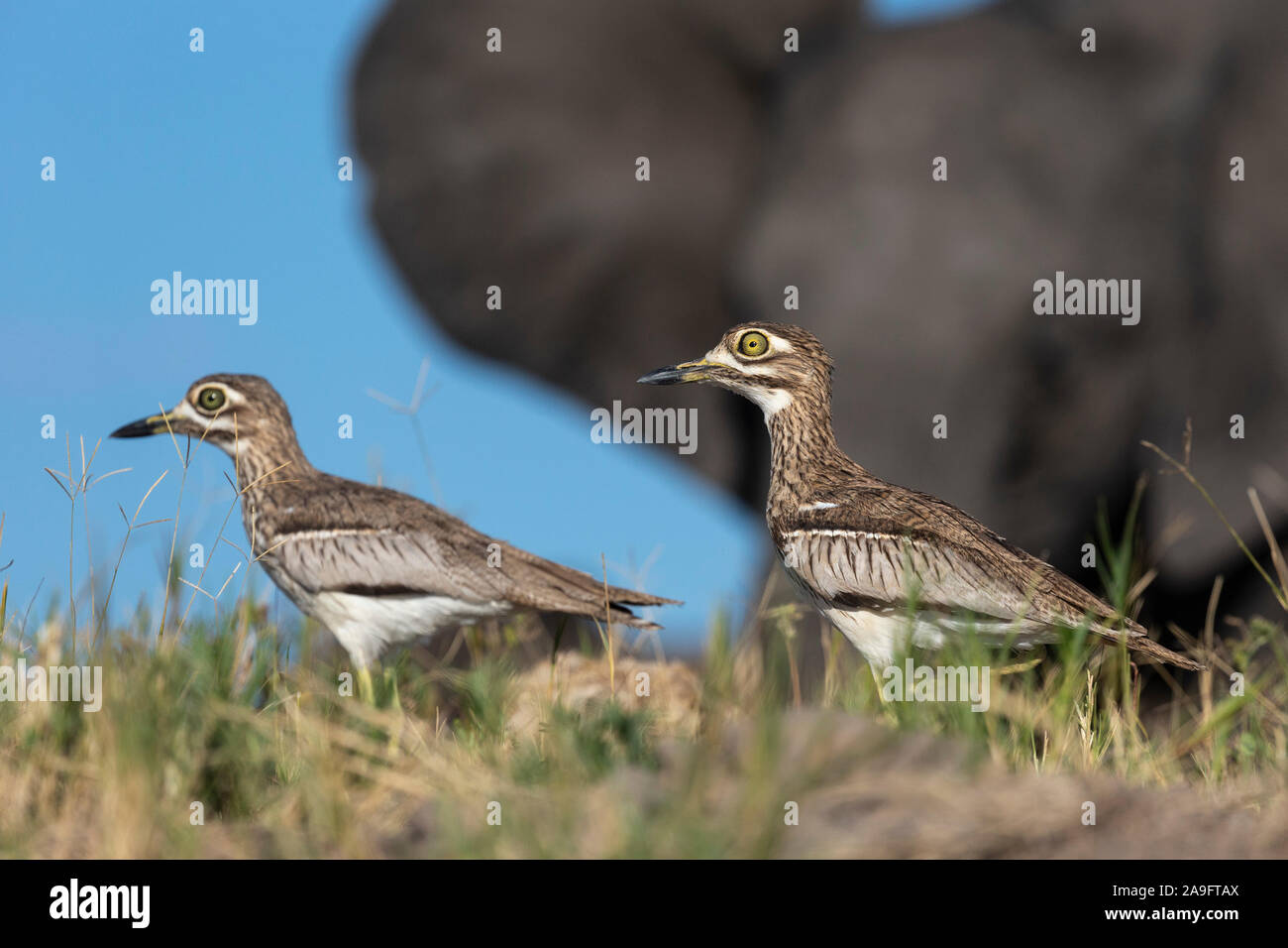 Water dikkop burhinus vermiculatus hi-res stock photography and images ...