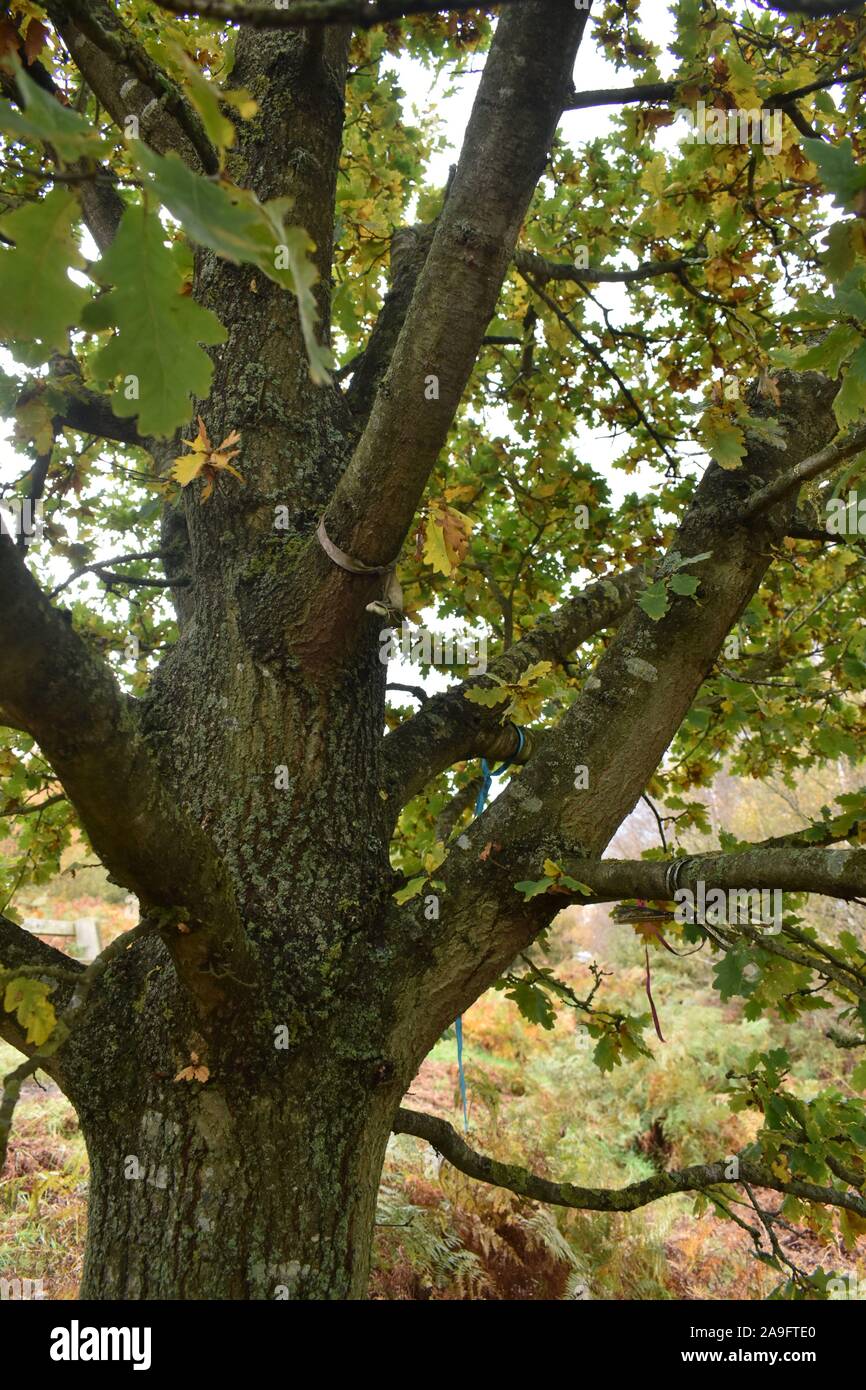 Trees on the Chvin Otley Stock Photo - Alamy