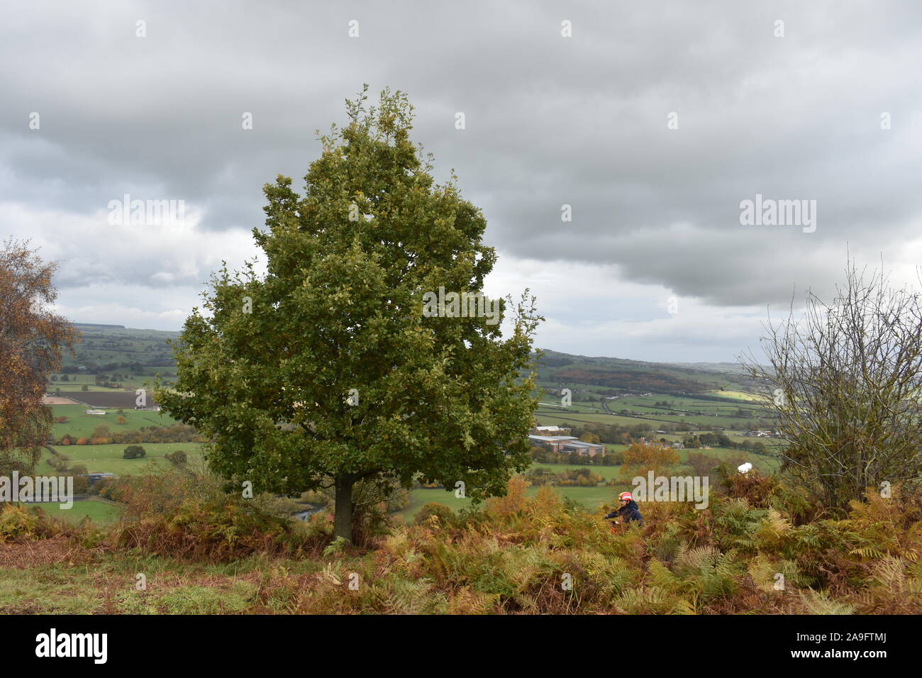 Trees on the Chvin Otley Stock Photo - Alamy