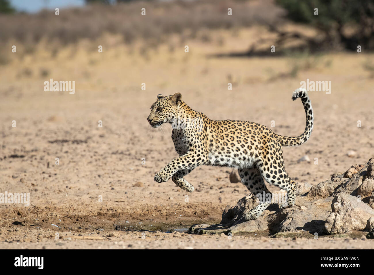 African Leopard Jump High Resolution Stock Photography and Images - Alamy