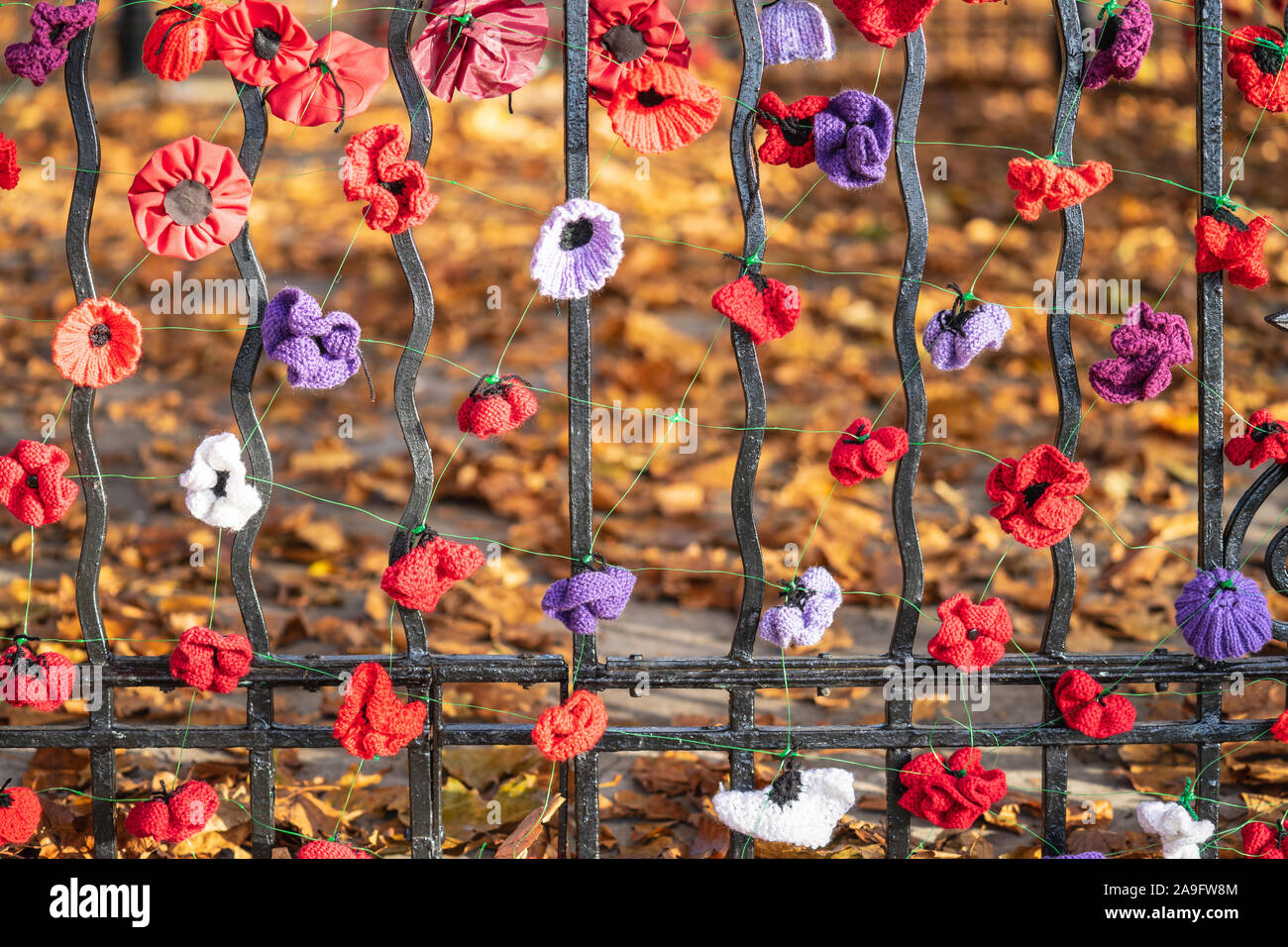 Remembrance Day, sometimes known informally as Poppy Day.A closeup of ...