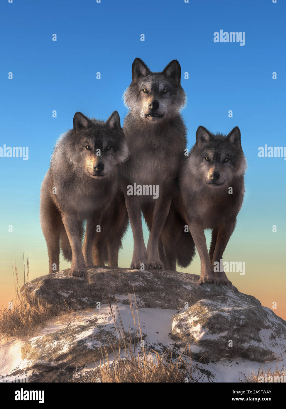 In the wilderness of North America, three gray wolves stand on top of a ...