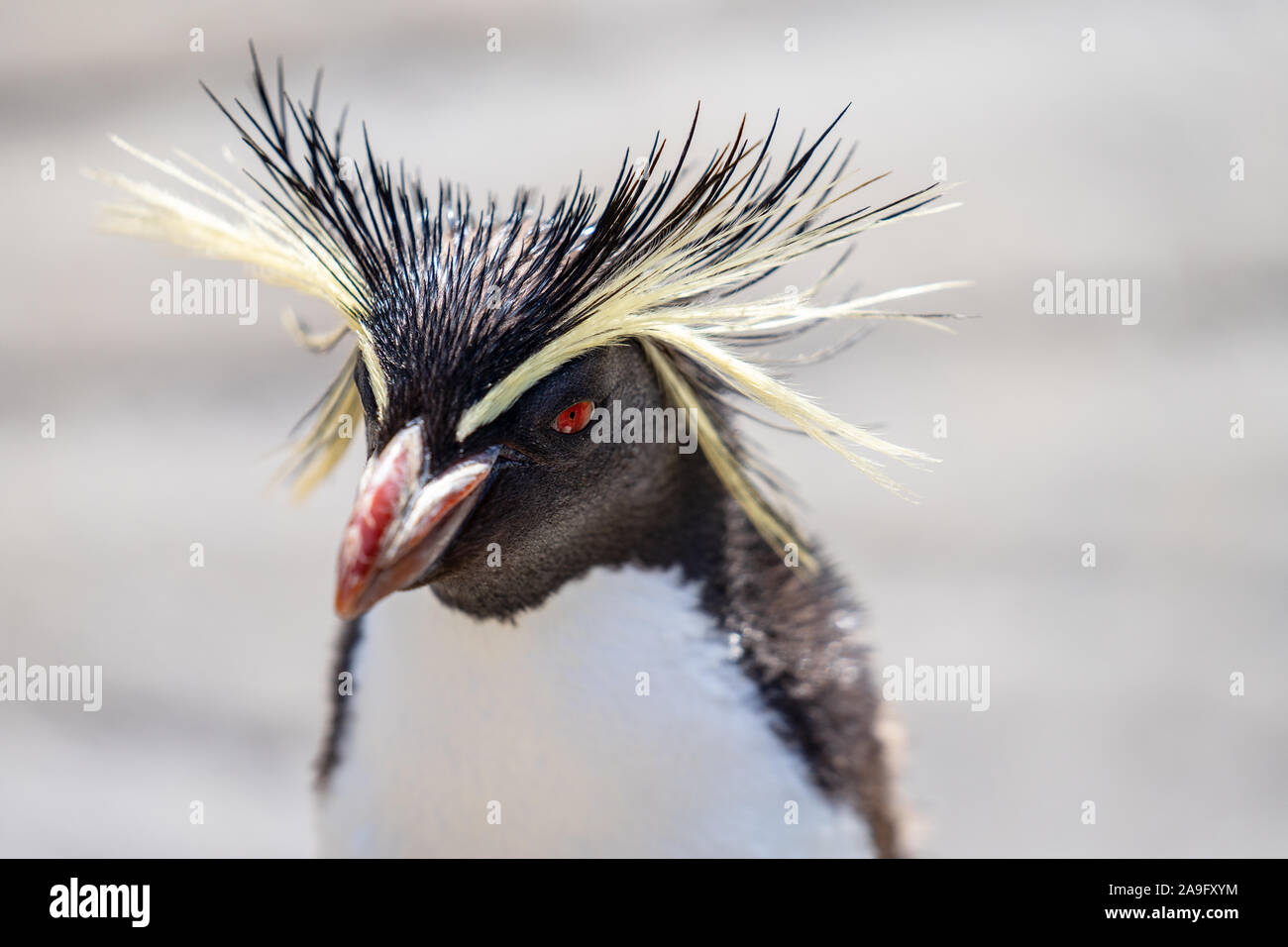 Northern rockhopper penguin, Moseleys rockhopper penguin, or Moseleys ...