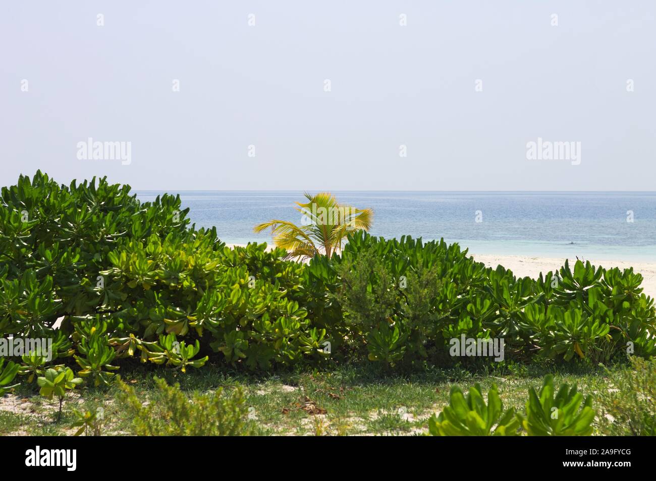 Tropical vegetation on a desert island with little palm trees (Ari ...