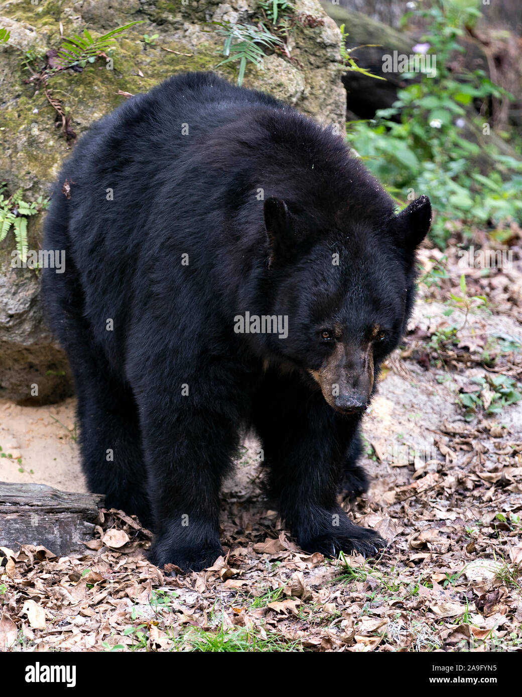 Spectacled or andean bear hi-res stock photography and images - Alamy